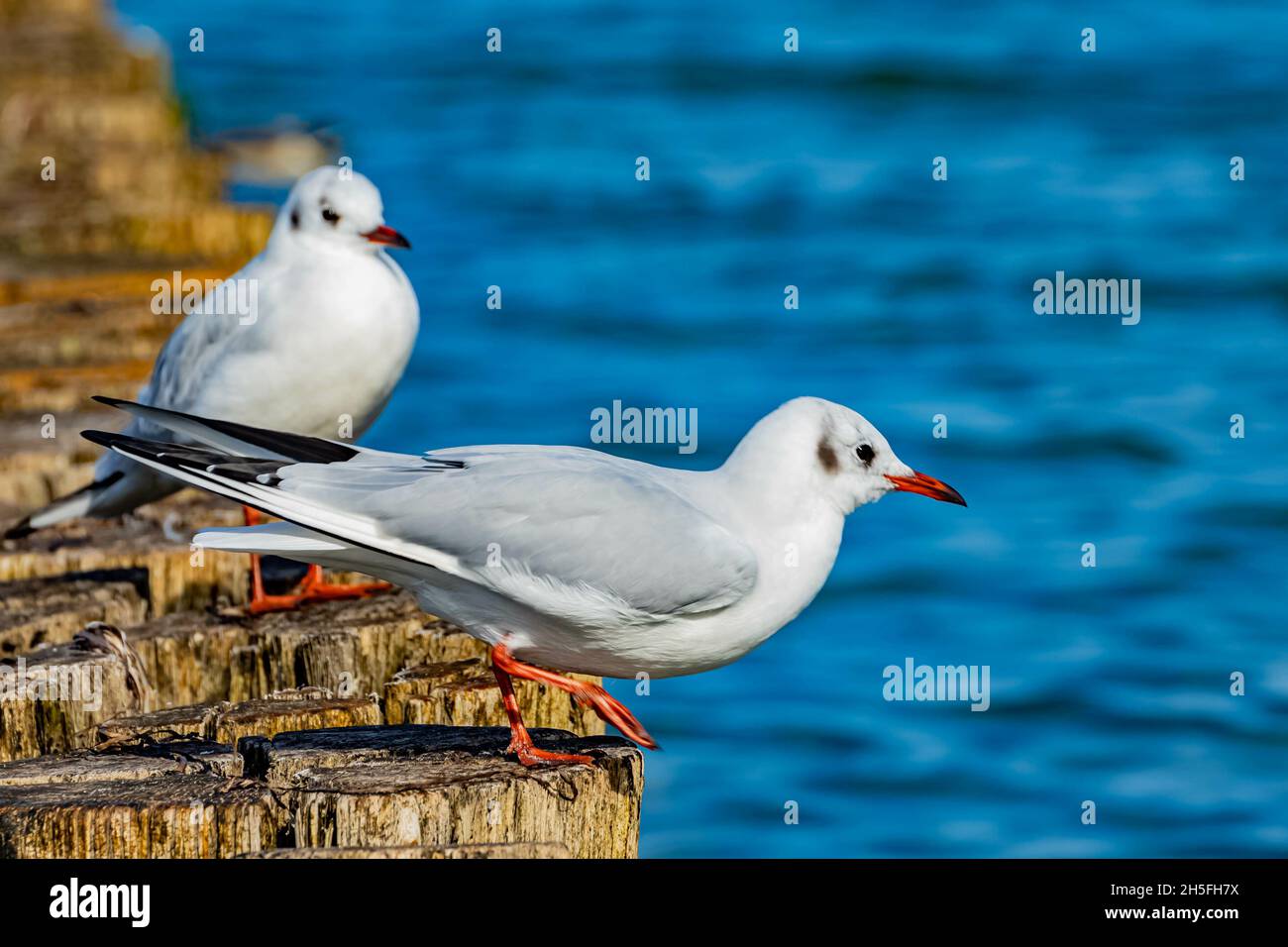 Shot beautiful seagull bird hi-res stock photography and images - Alamy