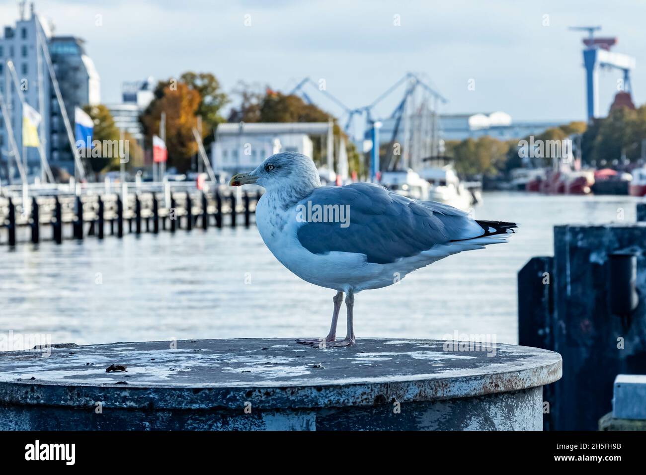Shot beautiful seagull bird hi-res stock photography and images - Alamy