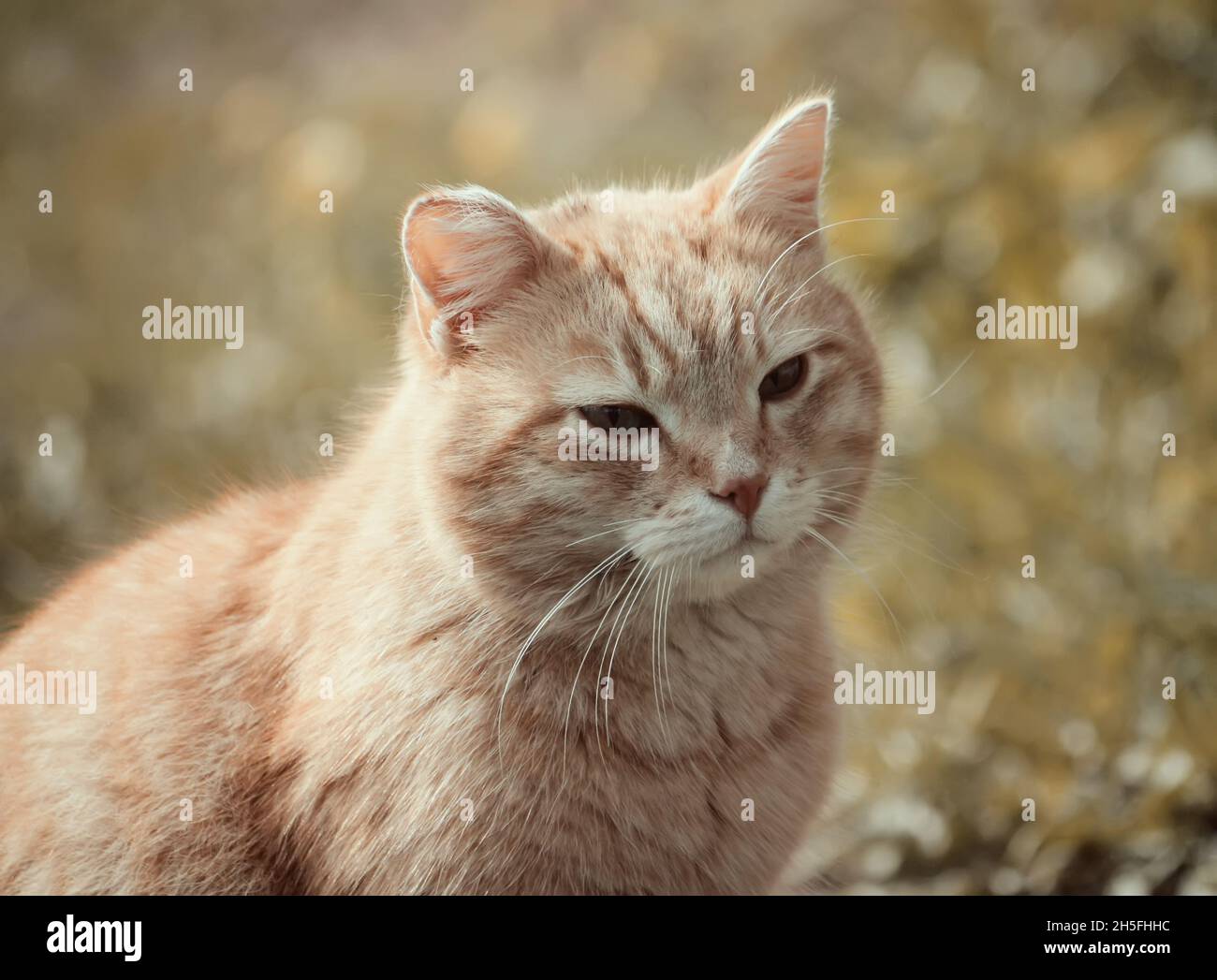Portrait of green-eyed cat on nature background Stock Photo - Alamy