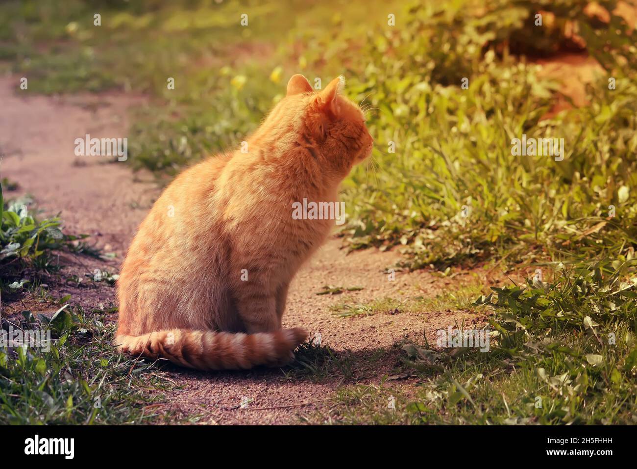 Portrait of green-eyed cat on nature background Stock Photo - Alamy