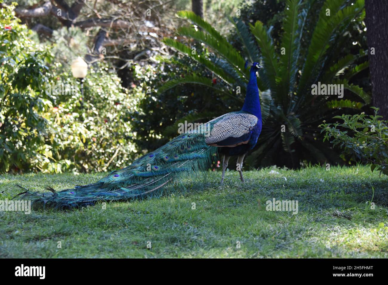Beautiful peacock in its natural habitat Stock Photo - Alamy