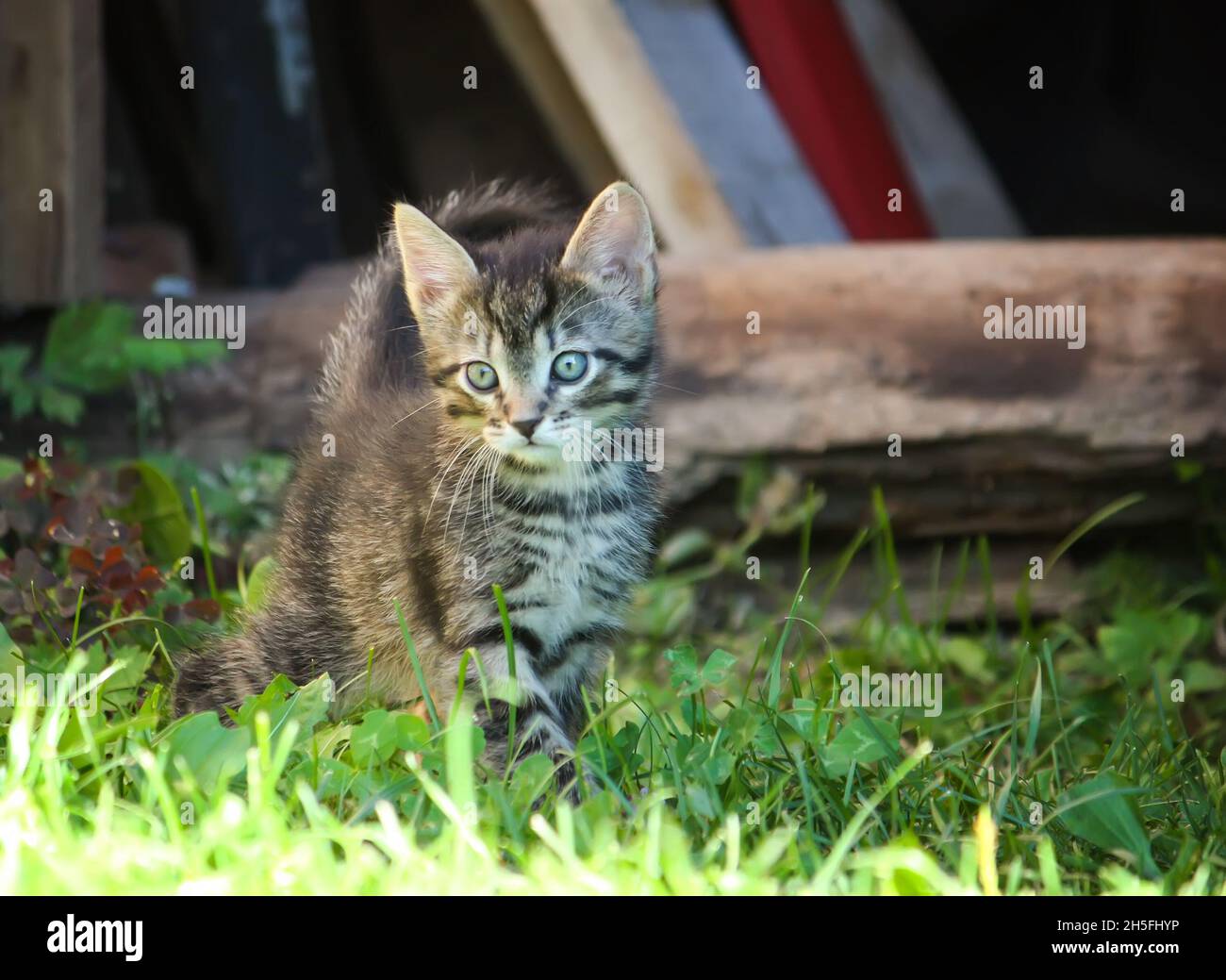 Tabby farm kitten playing hi-res stock photography and images - Alamy
