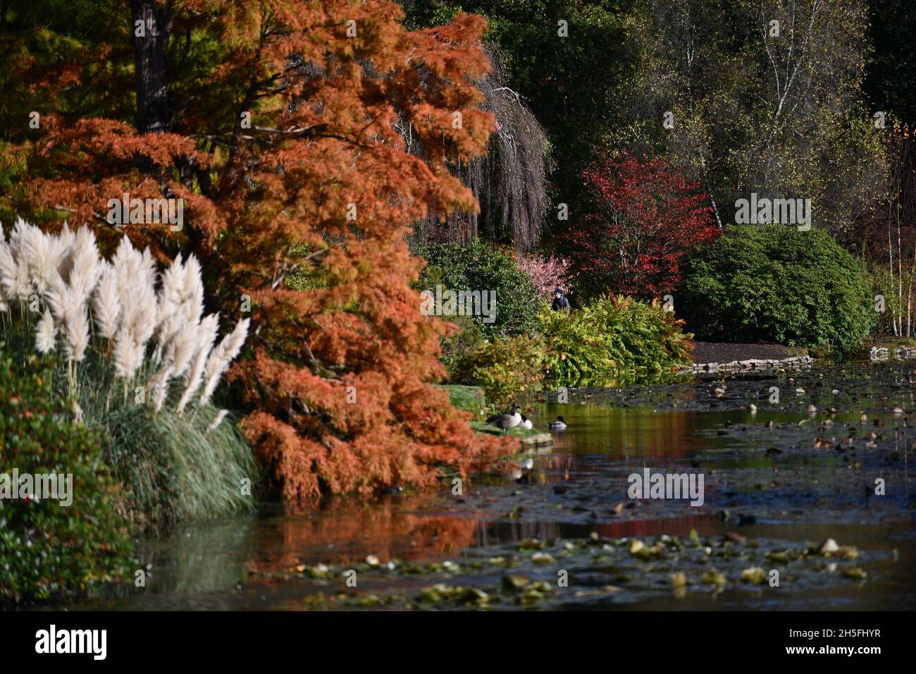 Vibrant Autumn colours in the UK landscape Stock Photo - Alamy