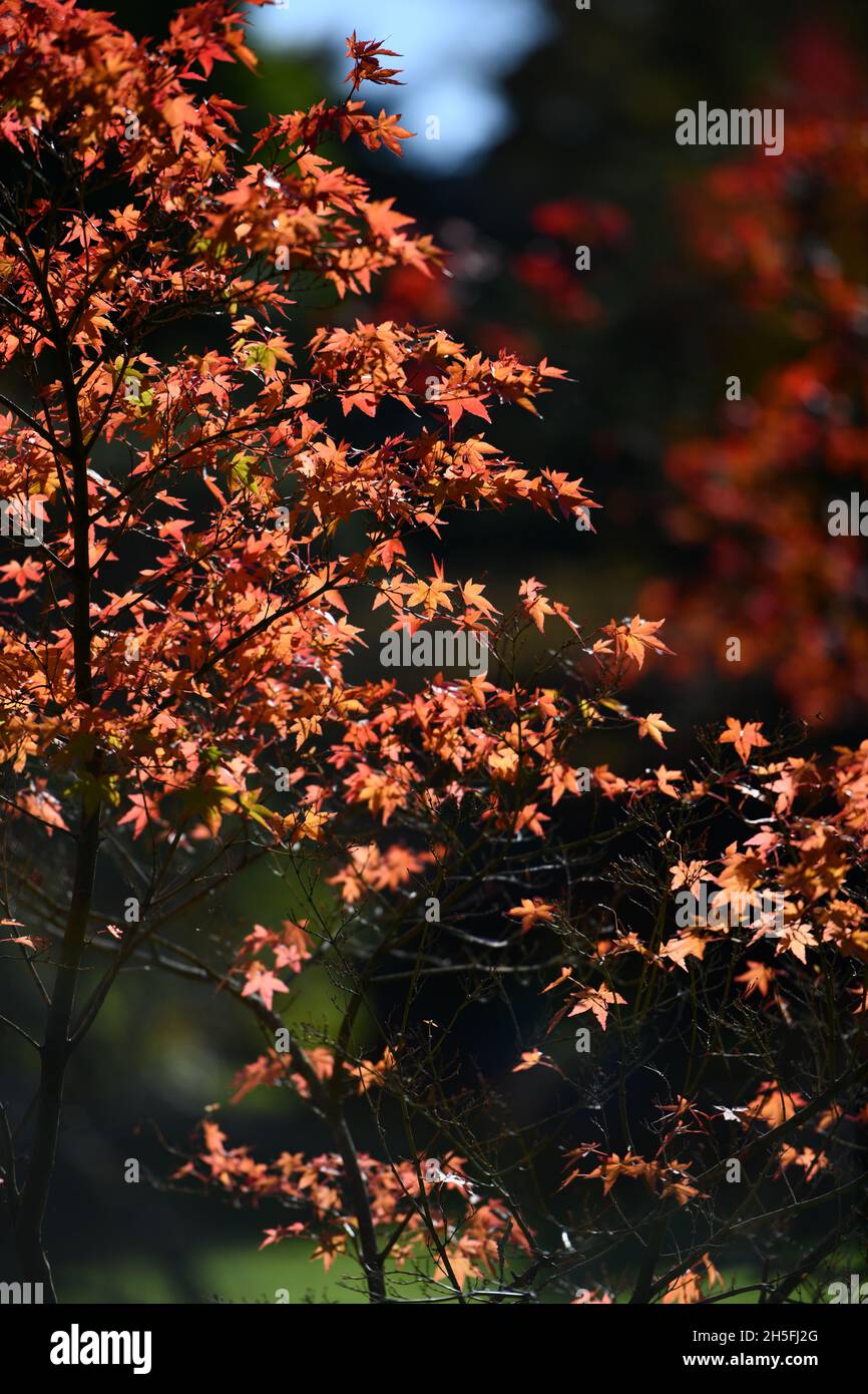 Vibrant Autumn colours in the UK landscape Stock Photo - Alamy