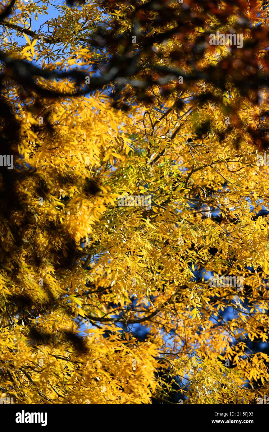 Vibrant Autumn colours in the UK landscape Stock Photo - Alamy