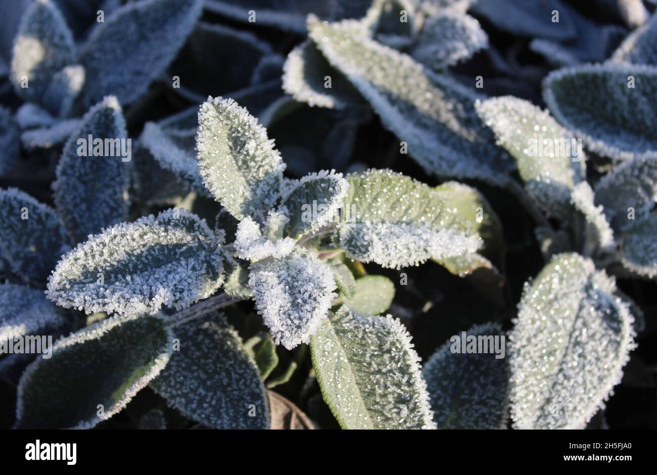 Sage plant in winter hi-res stock photography and images - Alamy