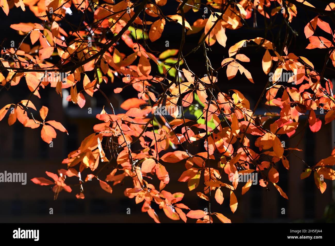 Vibrant Autumn colours in the UK landscape Stock Photo - Alamy