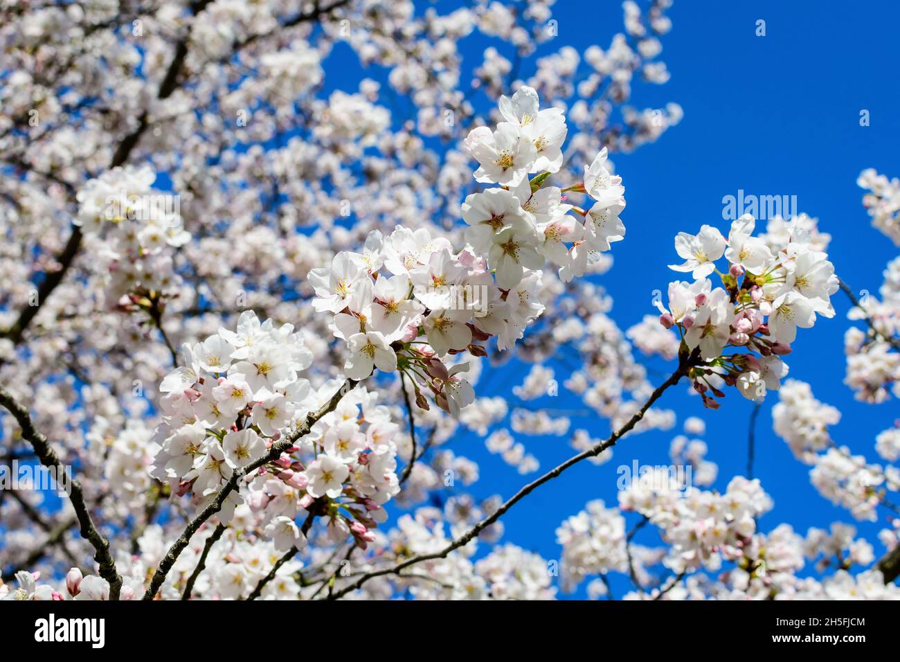 Large branch with white cherry tree flowers in full bloom towards clear ...