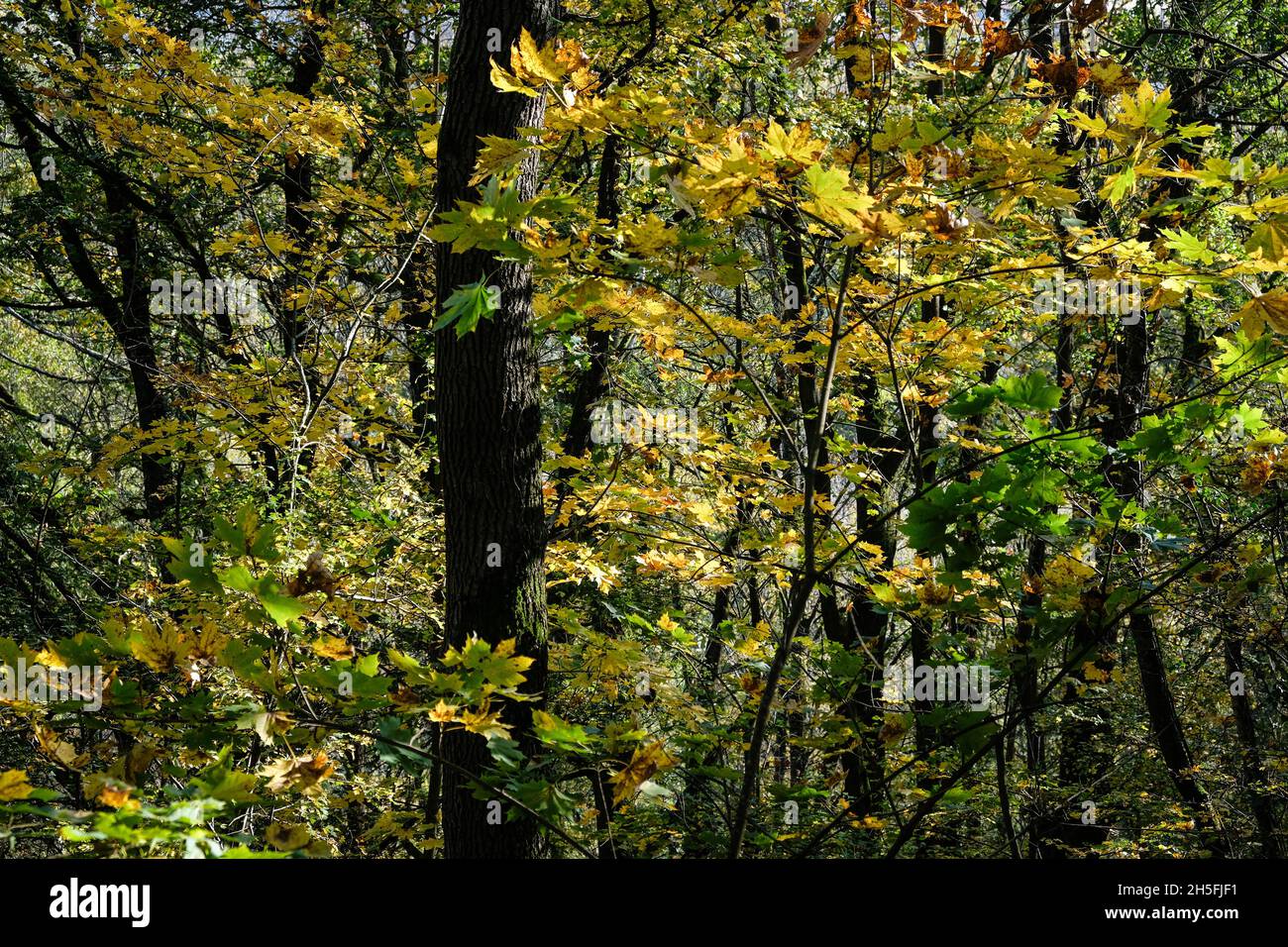Ste Foy les Lyon (France), 8 November 2021. Trees with yellow leaves in ...