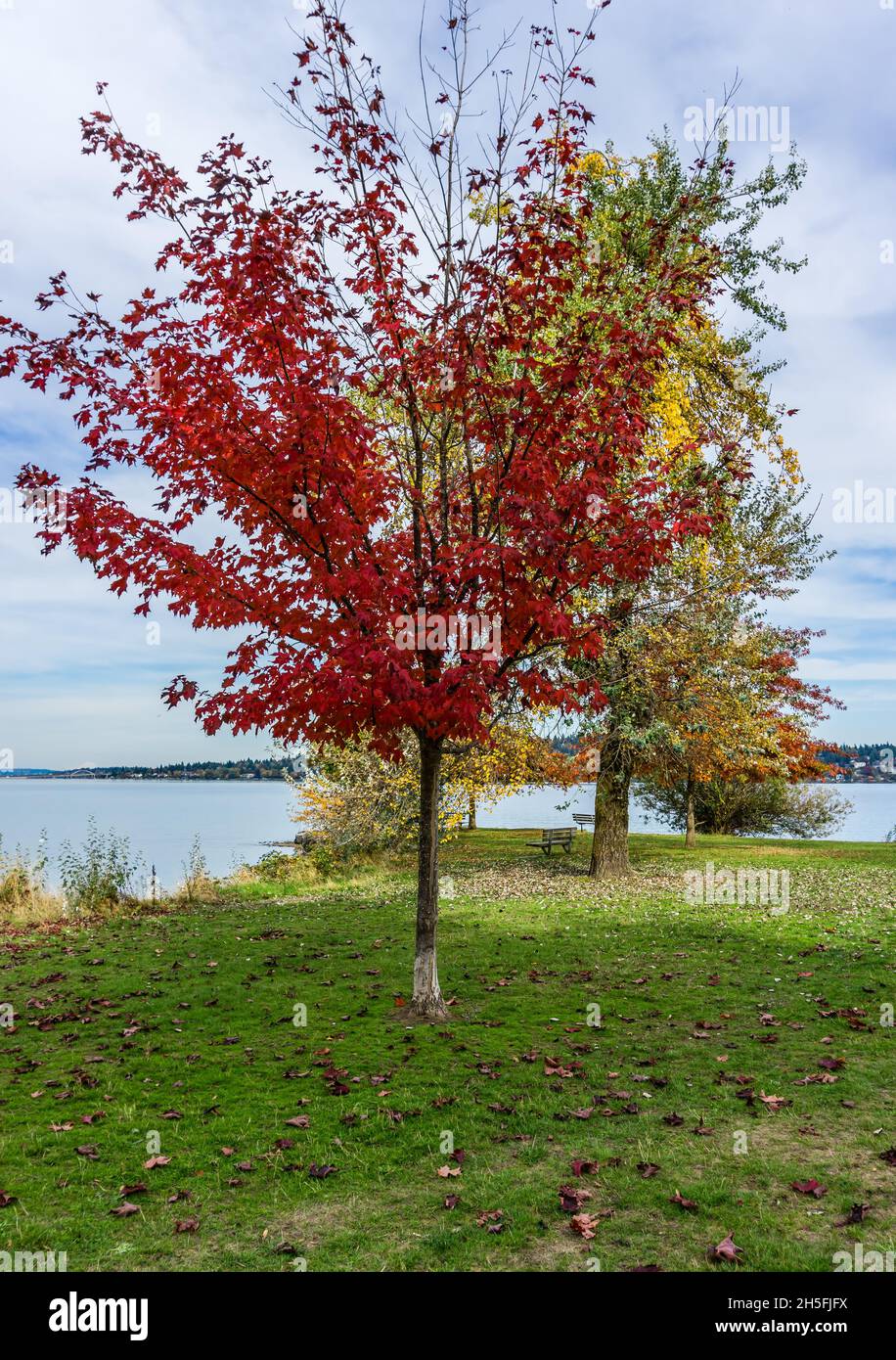 Red leaves on a young tree in Seattle, Washington in autumn Stock Photo ...