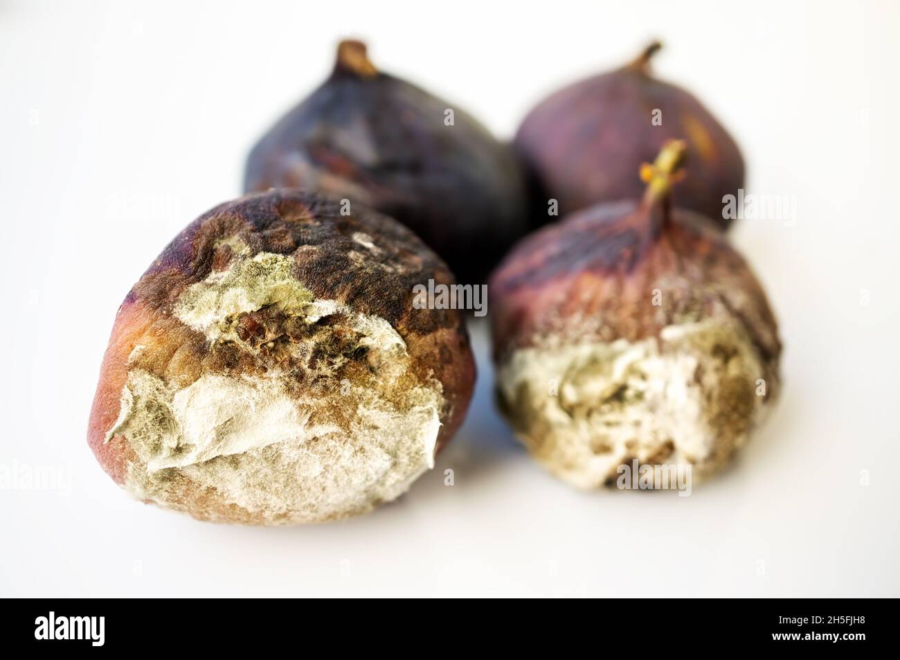 Mold on ripe purple figs close - up . Selective focus. Mold spores ...