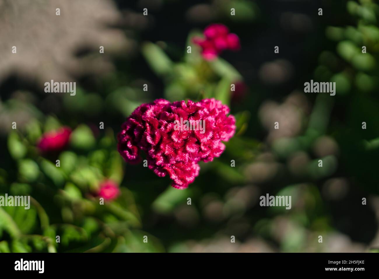 Velvet flower hi-res stock photography and images - Alamy