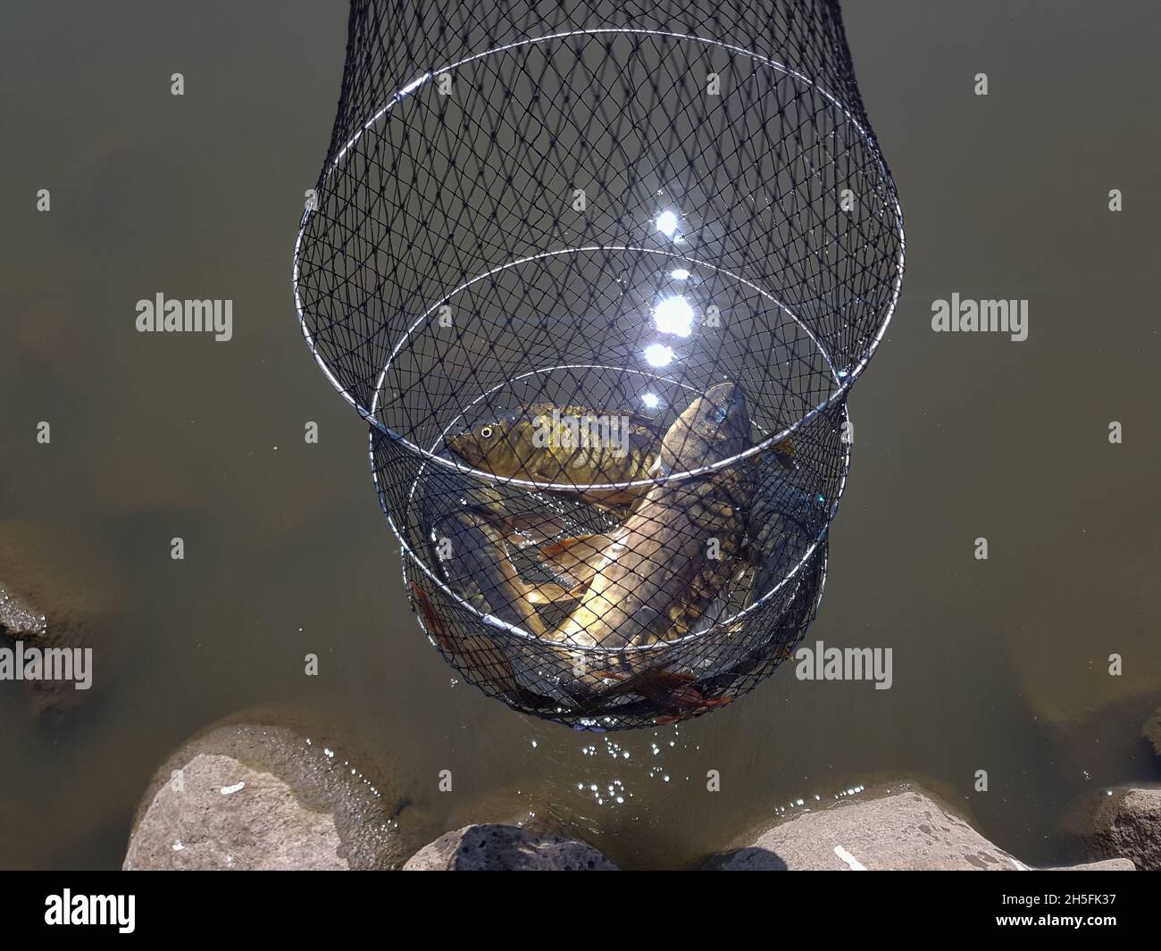 the fish caught in the cage in the water is alive Stock Photo - Alamy