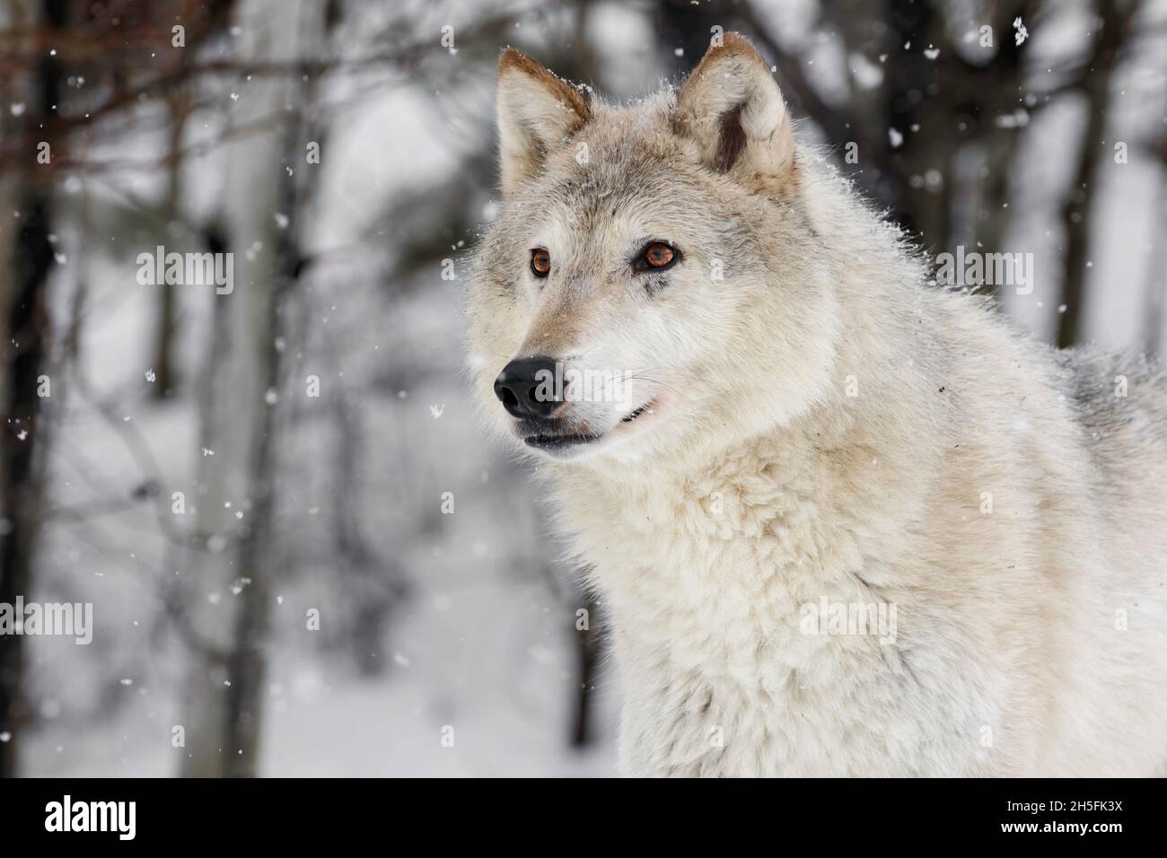 Arctic timber wolf hi-res stock photography and images - Alamy