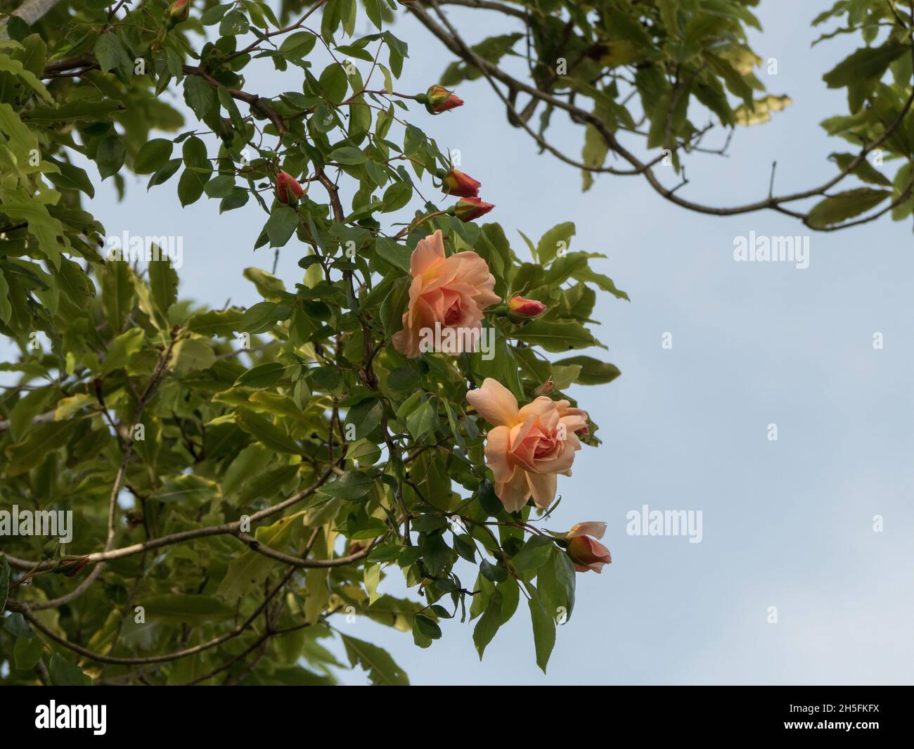 Ornamental tree leaves hi-res stock photography and images - Alamy