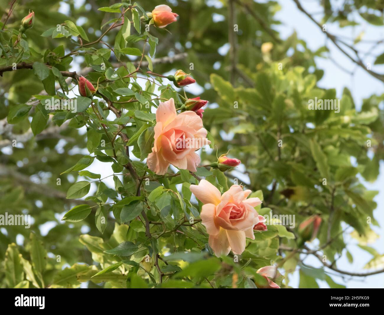 Ornamental peach tree hi-res stock photography and images - Alamy