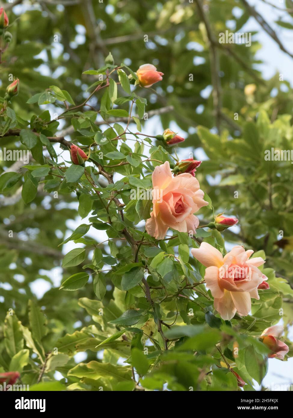 Overhead tree branches hi-res stock photography and images - Alamy