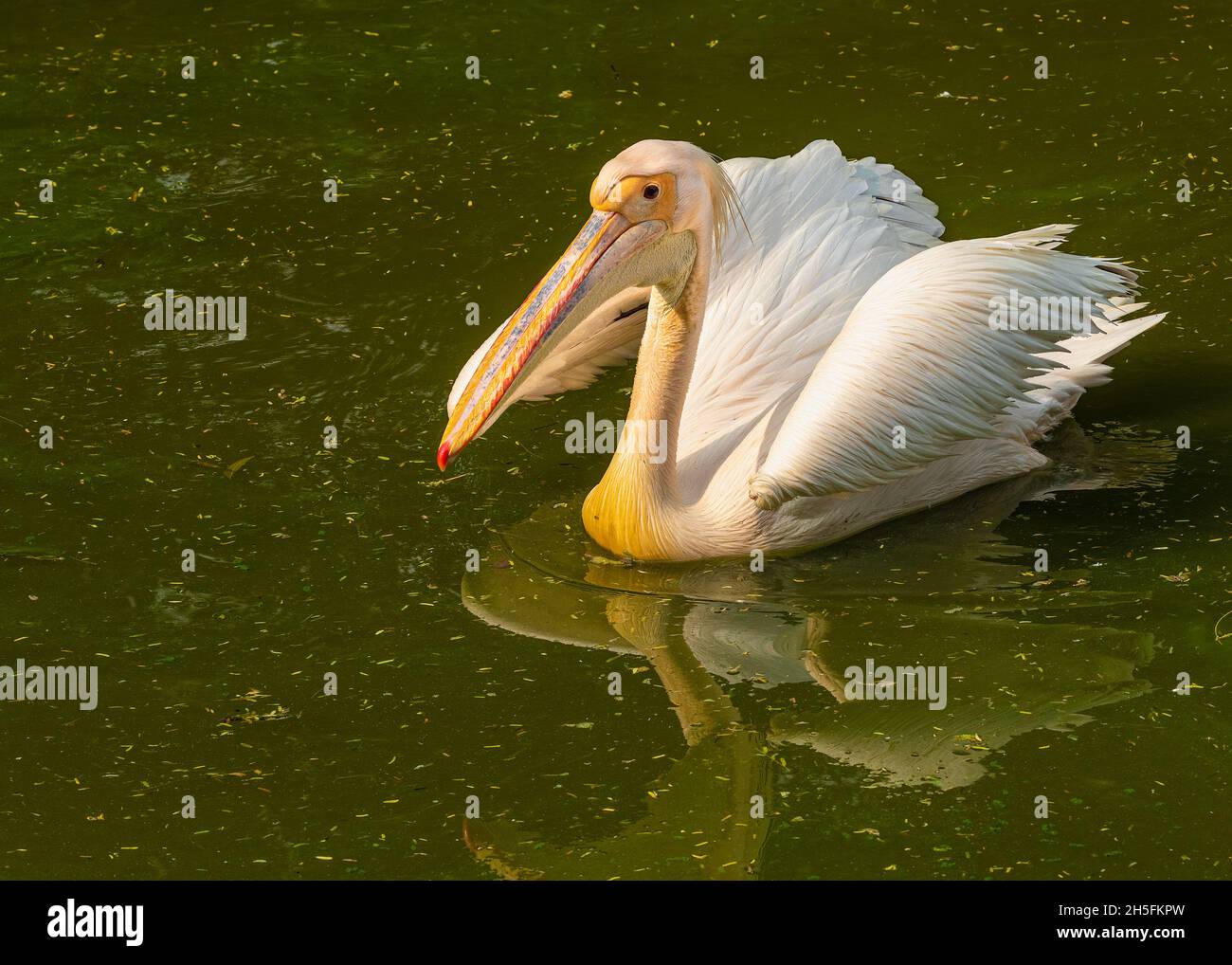 A pink pelican posing for portrait Stock Photo - Alamy