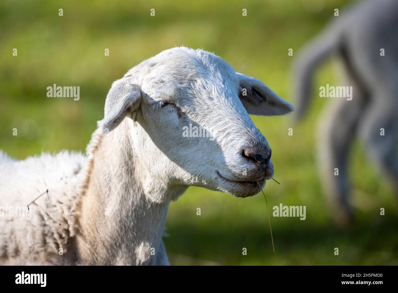 Photograph of white woolly sheep grazing on lush green grass in a large ...