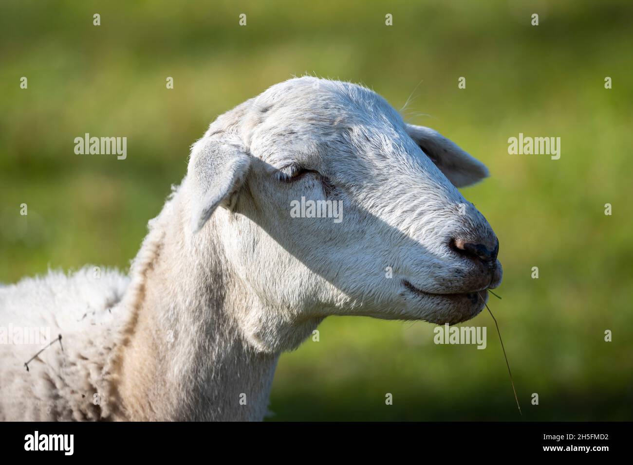 Photograph of white woolly sheep grazing on lush green grass in a large ...
