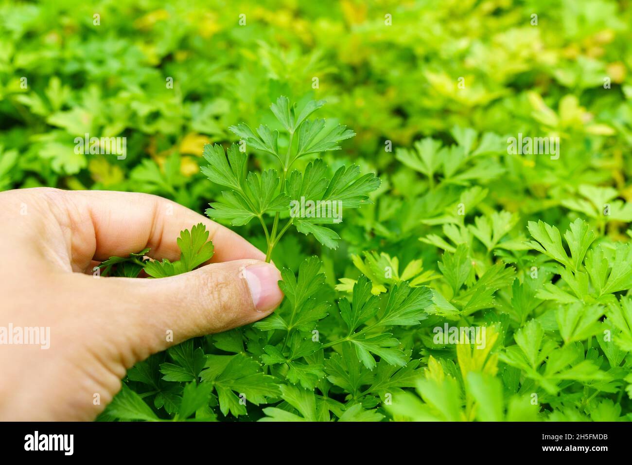 Farmer picking fresh plant spice parsley. Harvesting. The concept of ...