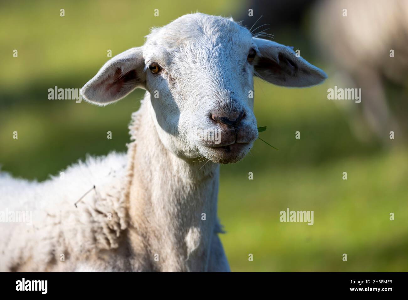 Photograph of white woolly sheep grazing on lush green grass in a large ...