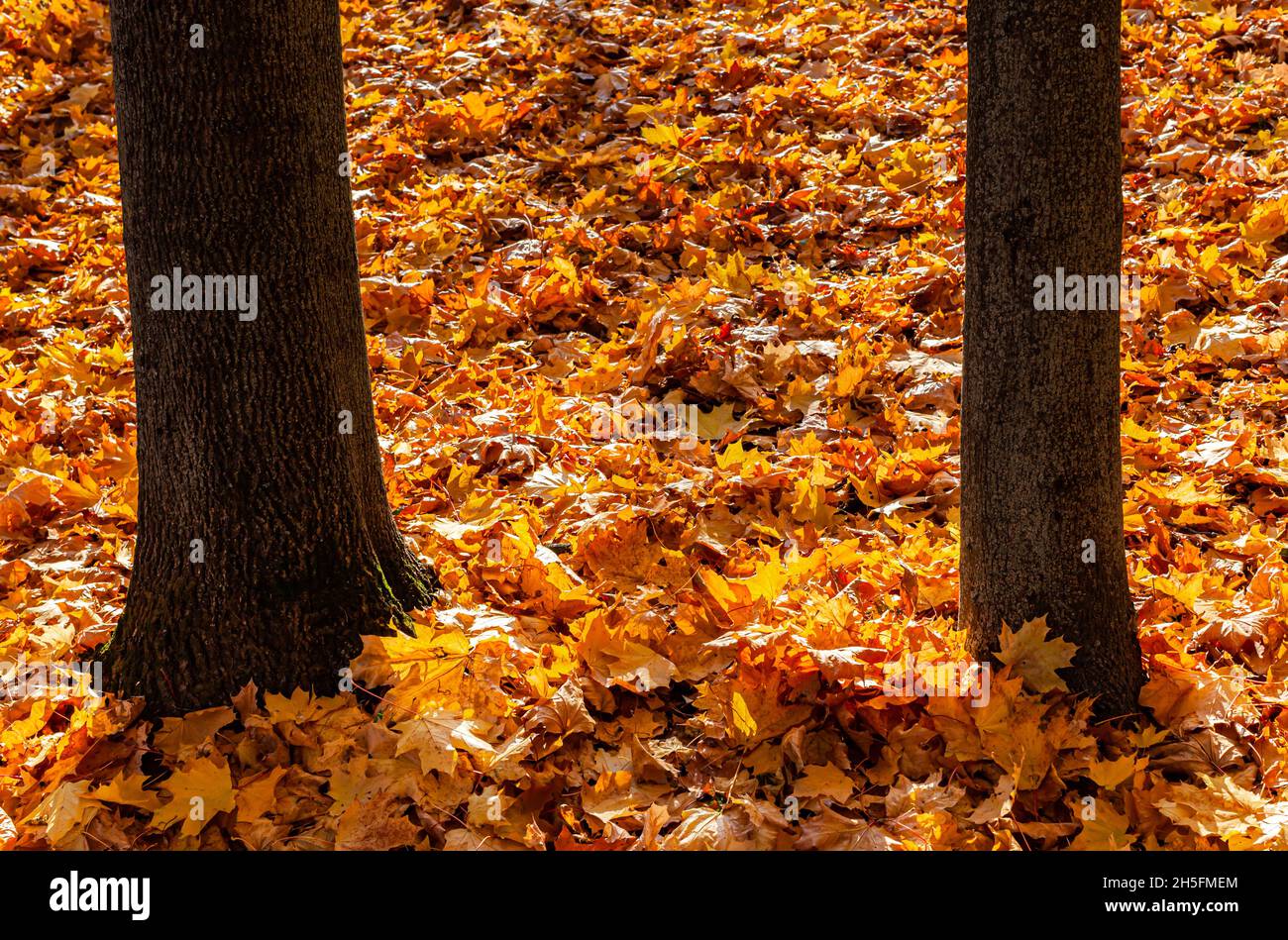 the lower part of the tree trunks covered with yellow leaves. High ...
