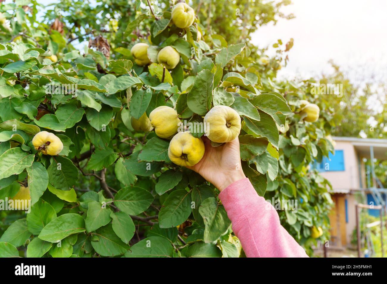 Quince fruits grow on a quince tree with green leaves. Selective focus ...