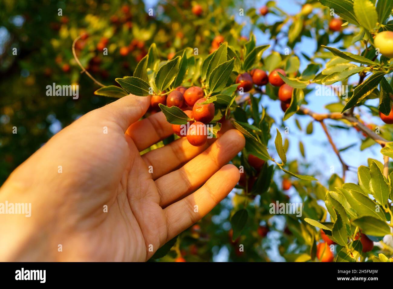 Fruits of ziziphus juba on the branches of trees in the garden close-up ...
