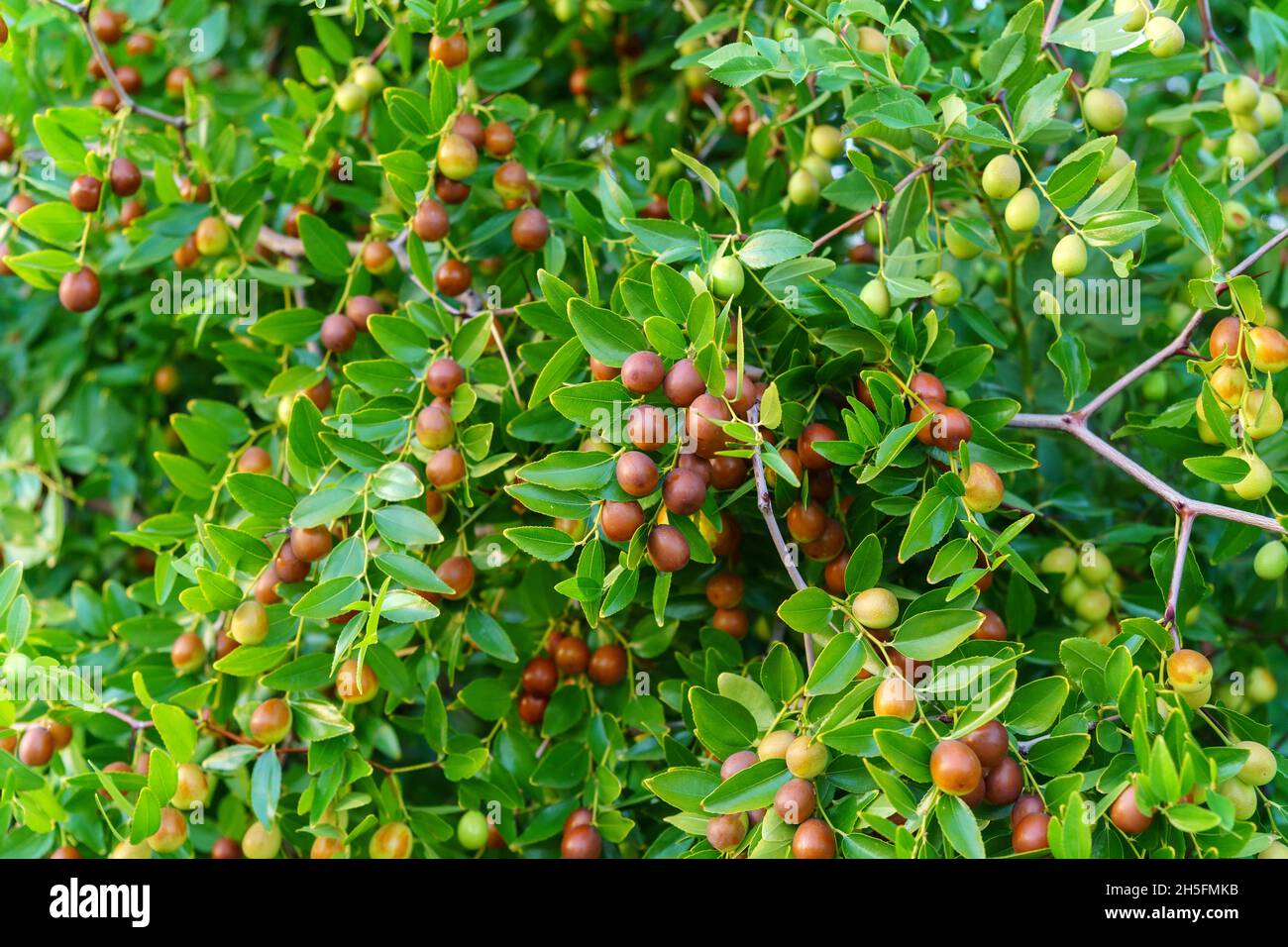 Ziziphus jujuba, commonly called jujube, red date, Chinese date ...