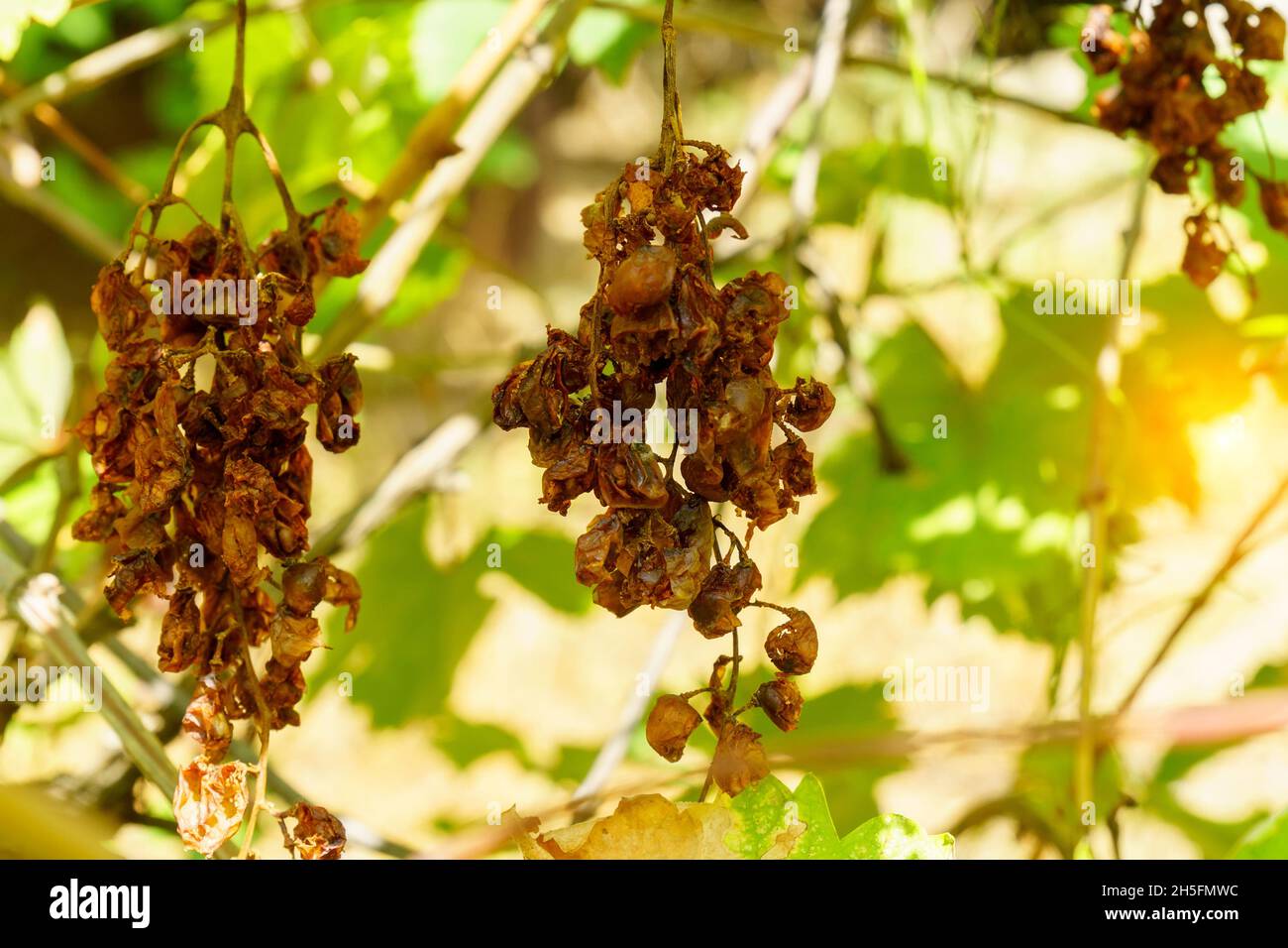 Spoiled grapes hi-res stock photography and images - Alamy