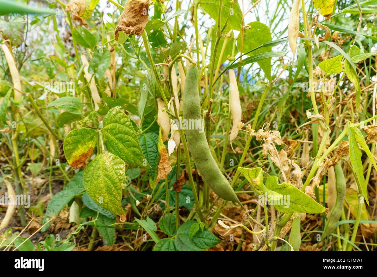 Picks a ripe dry pod of a long bean. Harvesting legumes during Stock ...