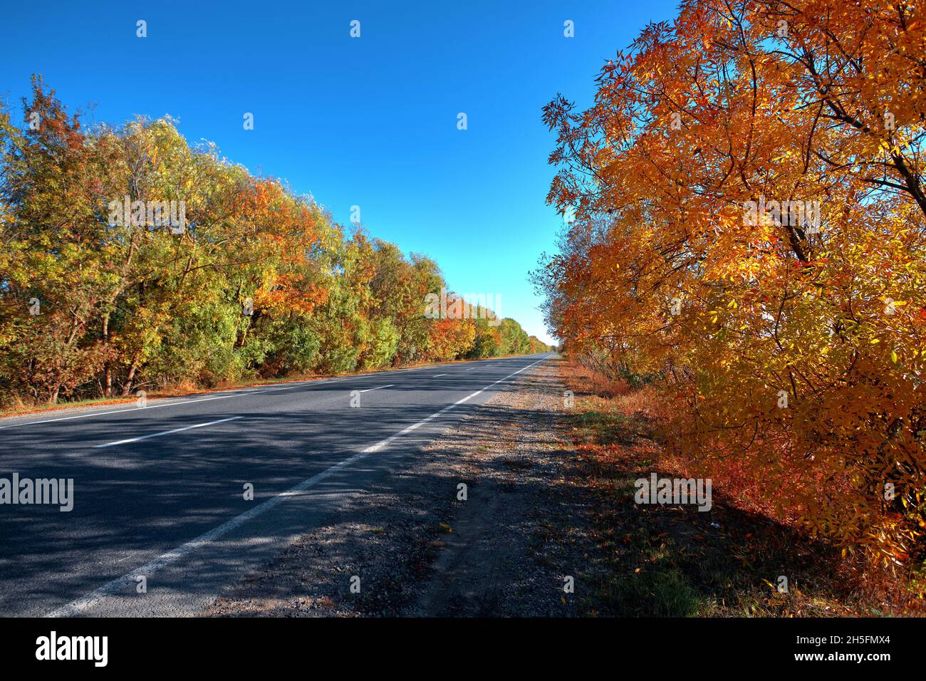 Empty autumn road, highway, with beautiful trees on the sides, against ...