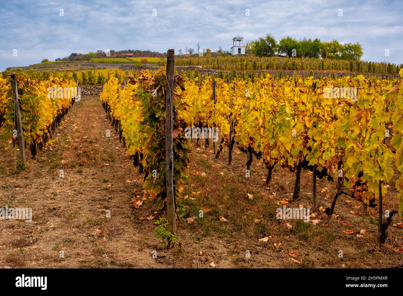 Vineyard at the Disznoko Winery, Tokaj region, Hungary Stock Photo - Alamy