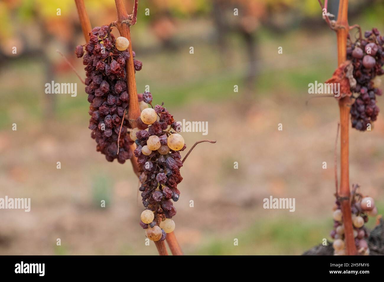 Grapes at the Disznoko Winery, Tokaj region, Hungary Stock Photo - Alamy