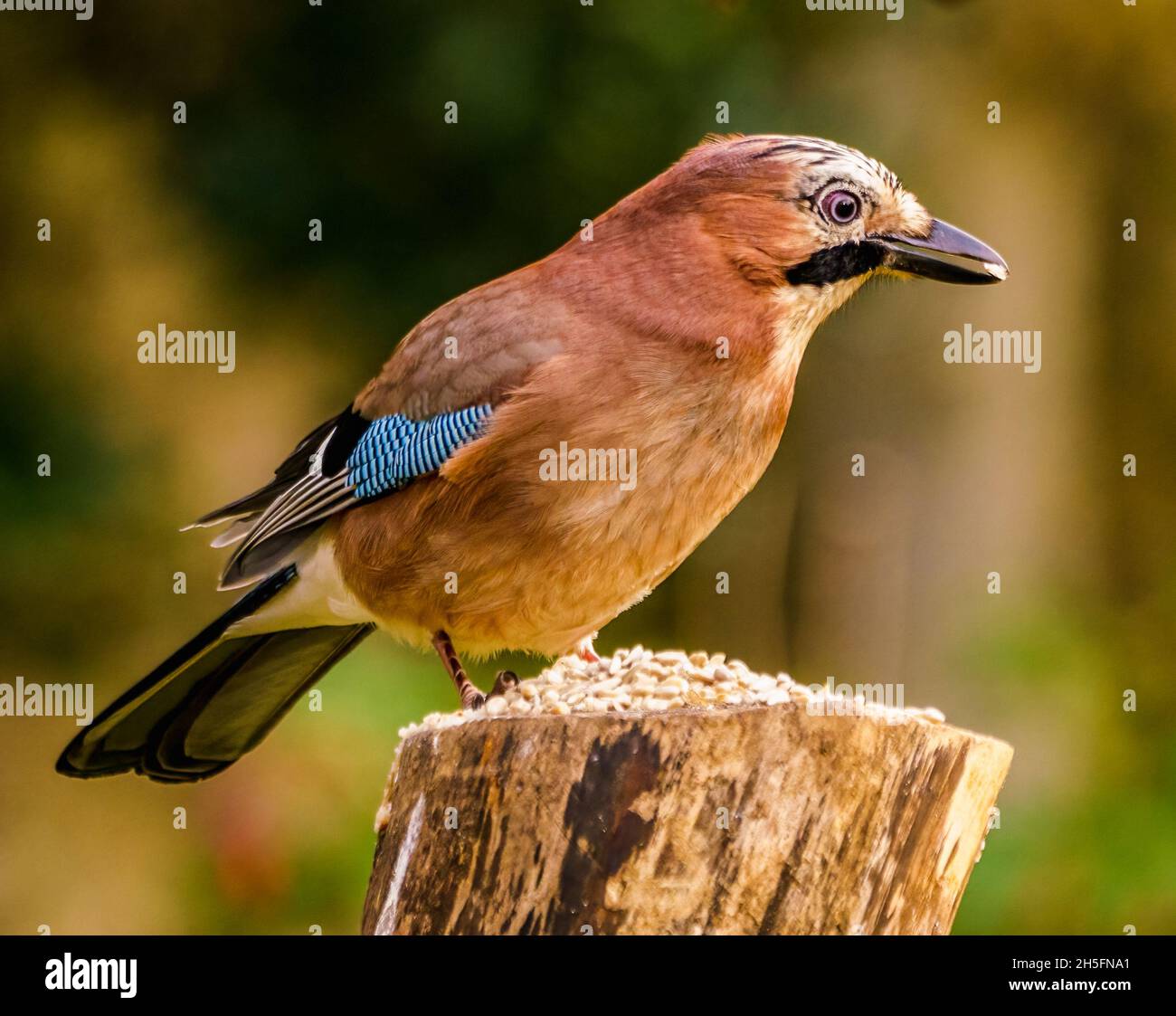 Jay bird uk hi-res stock photography and images - Alamy