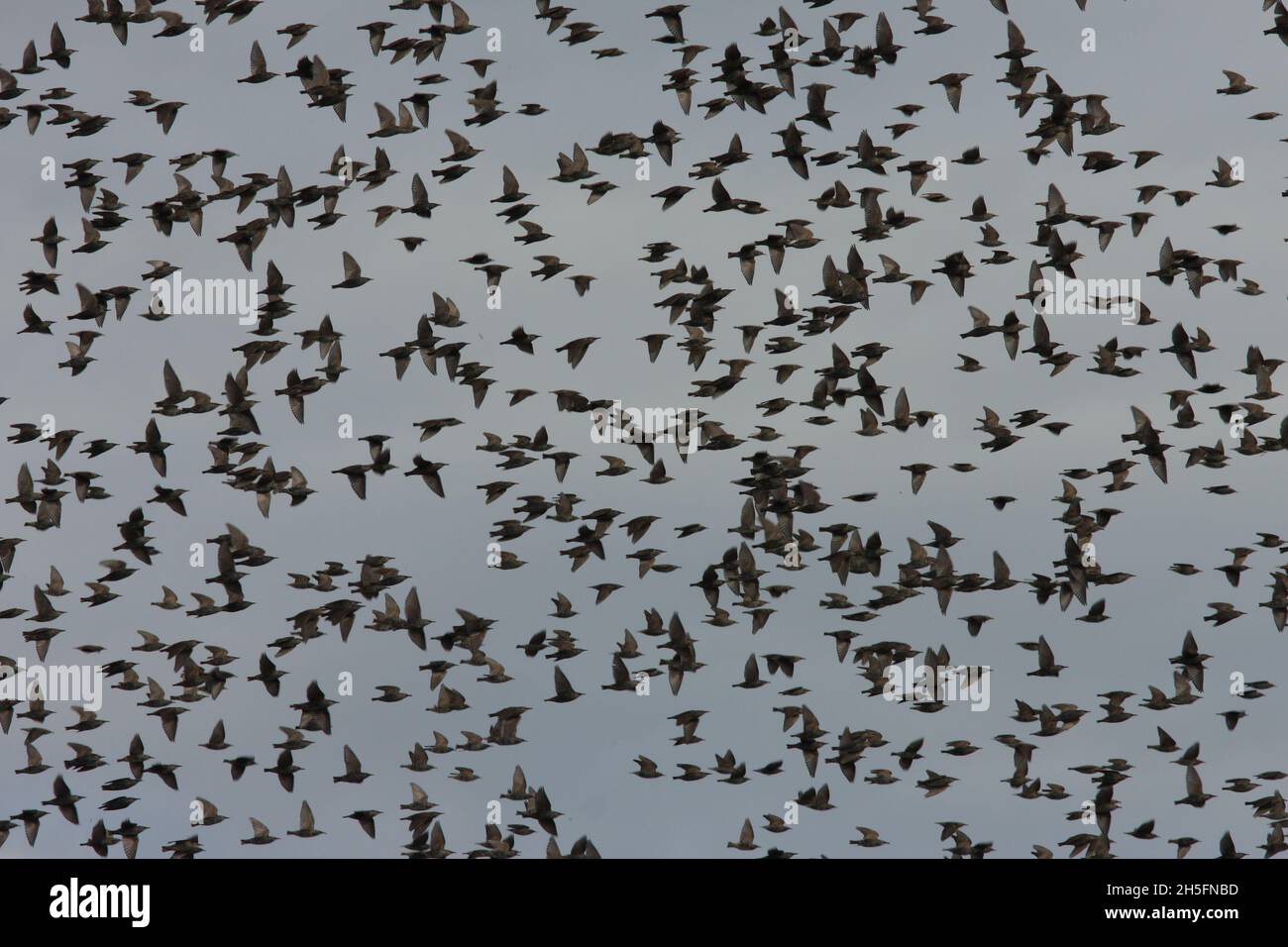 Starlings murmuration in sky england hi-res stock photography and ...