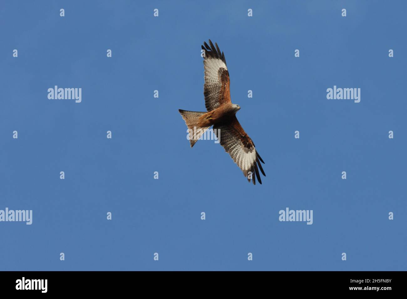 Red Kite in flight over Oxford, England, UK Stock Photo - Alamy