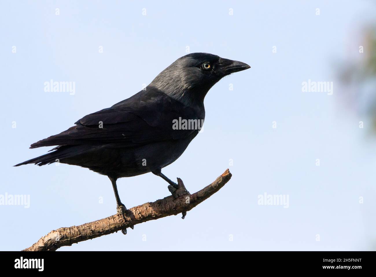 Jackdaw, Western Jackdaw, perched in a Garden in Bedfordshire, UK ...