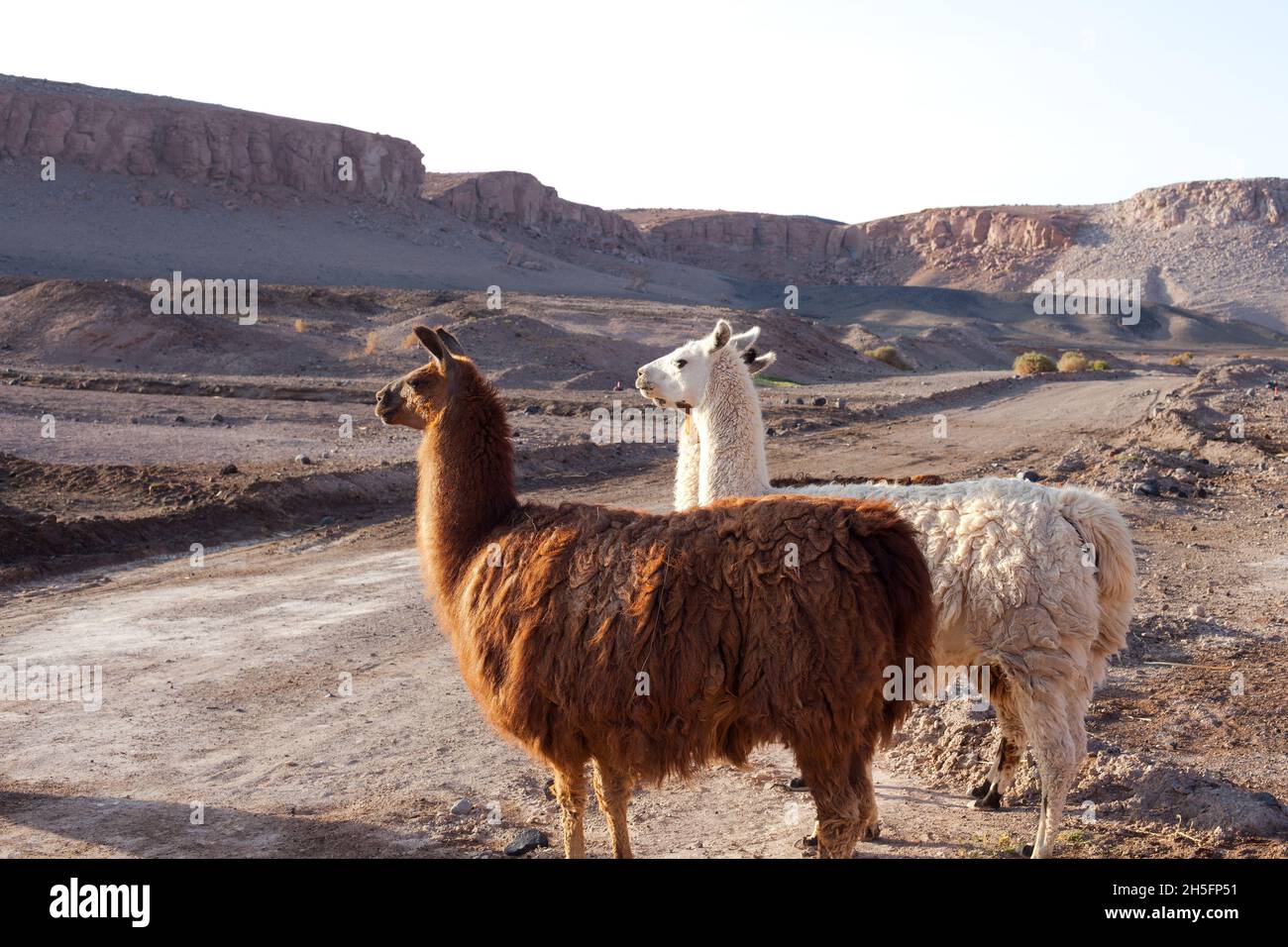 Alpacas at the Taira community in the Atacama Desert, Chile Stock Photo ...