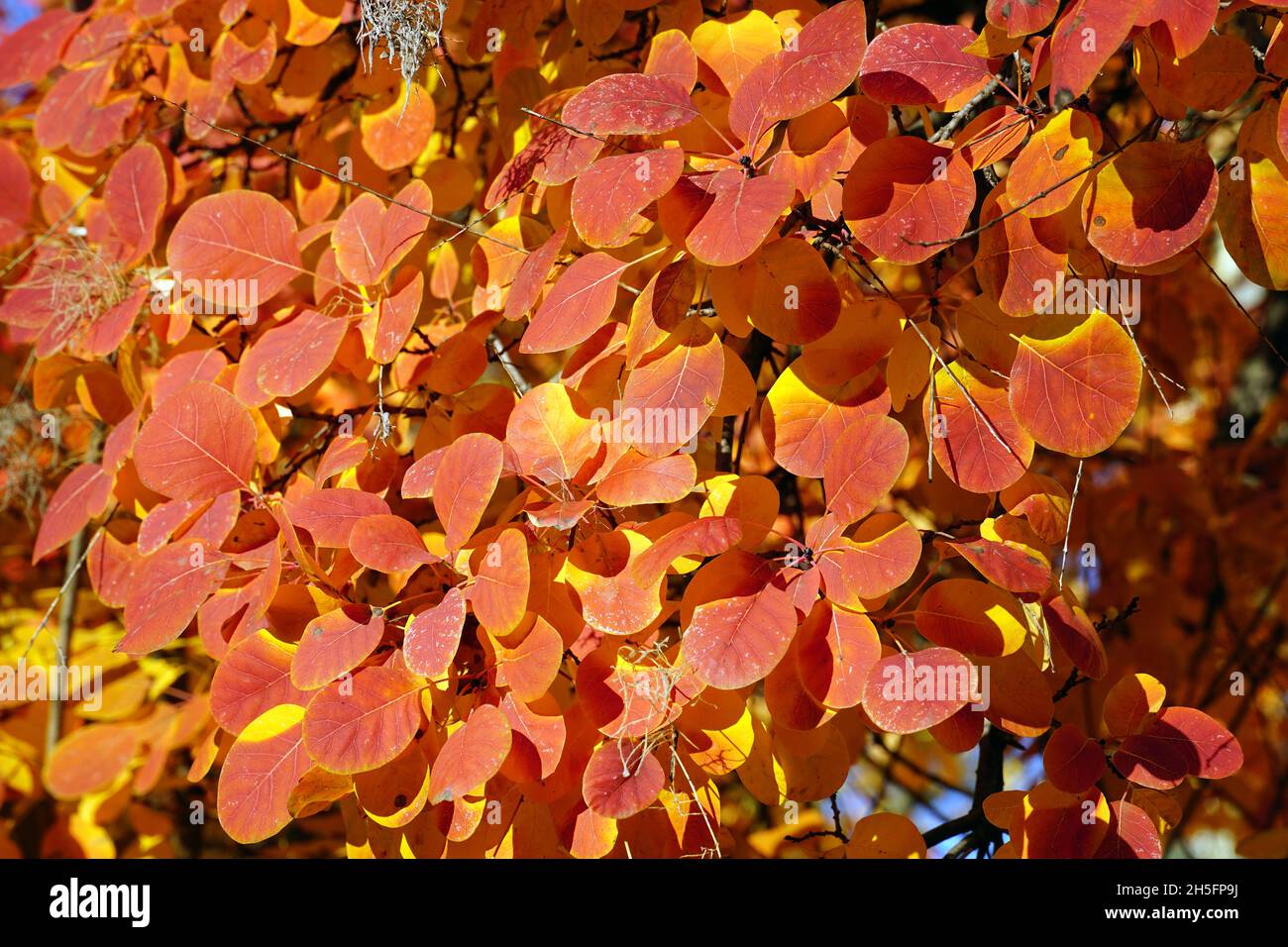 European smoketree, Perückenstrauch, Cotinus coggygria, sárga ...