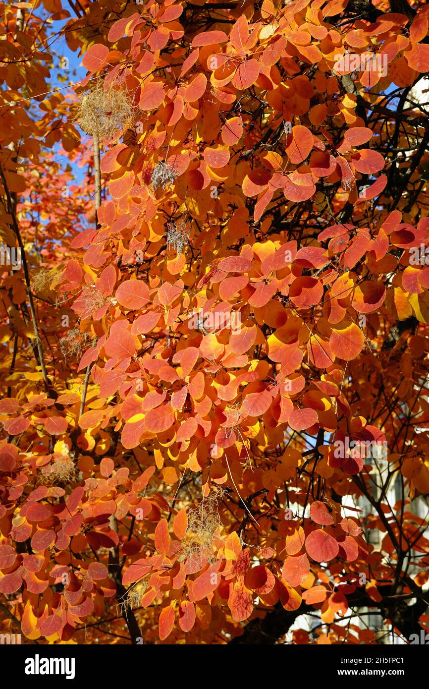 European smoketree, Perückenstrauch, Cotinus coggygria, sárga ...