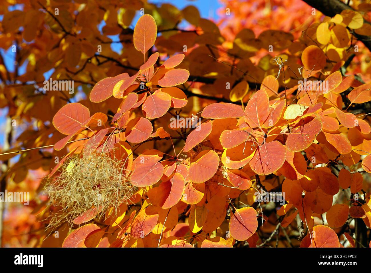 European smoketree, Perückenstrauch, Cotinus coggygria, sárga ...