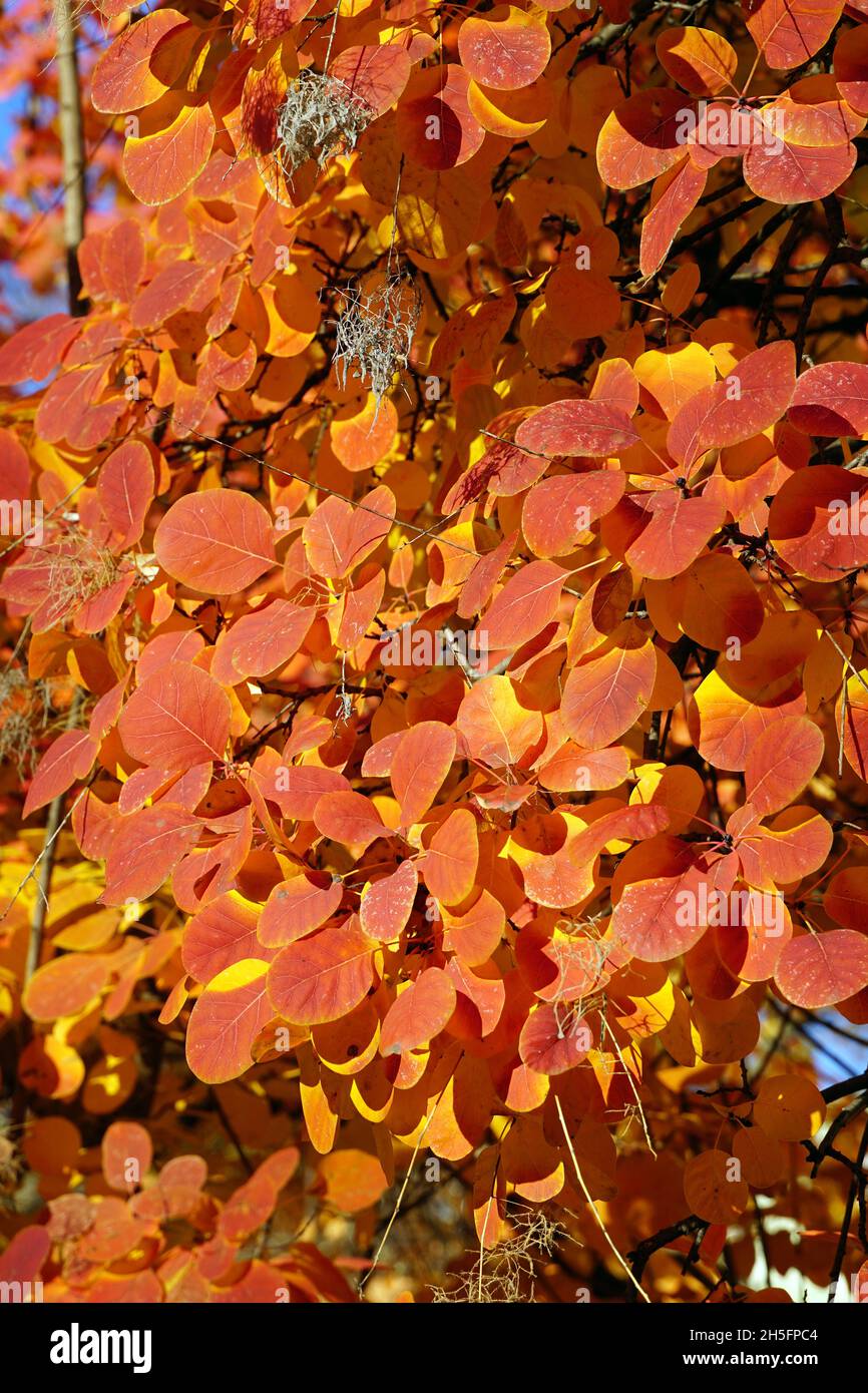 European smoketree, Perückenstrauch, Cotinus coggygria, sárga ...