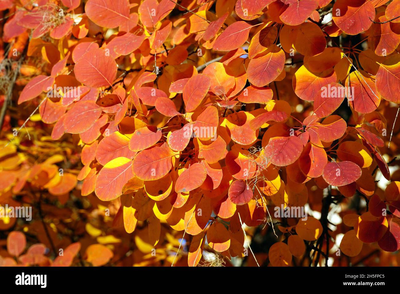 European smoketree, Perückenstrauch, Cotinus coggygria, sárga ...