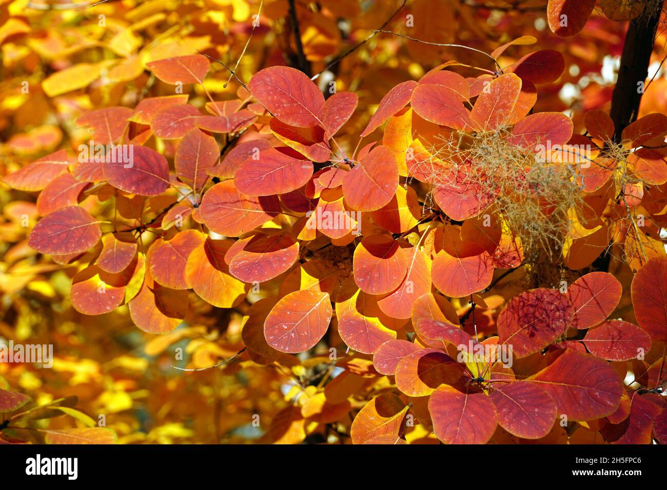 European smoketree, Perückenstrauch, Cotinus coggygria, sárga ...