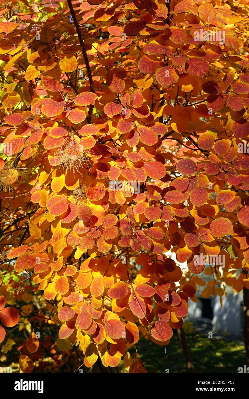 European smoketree, Perückenstrauch, Cotinus coggygria, sárga ...