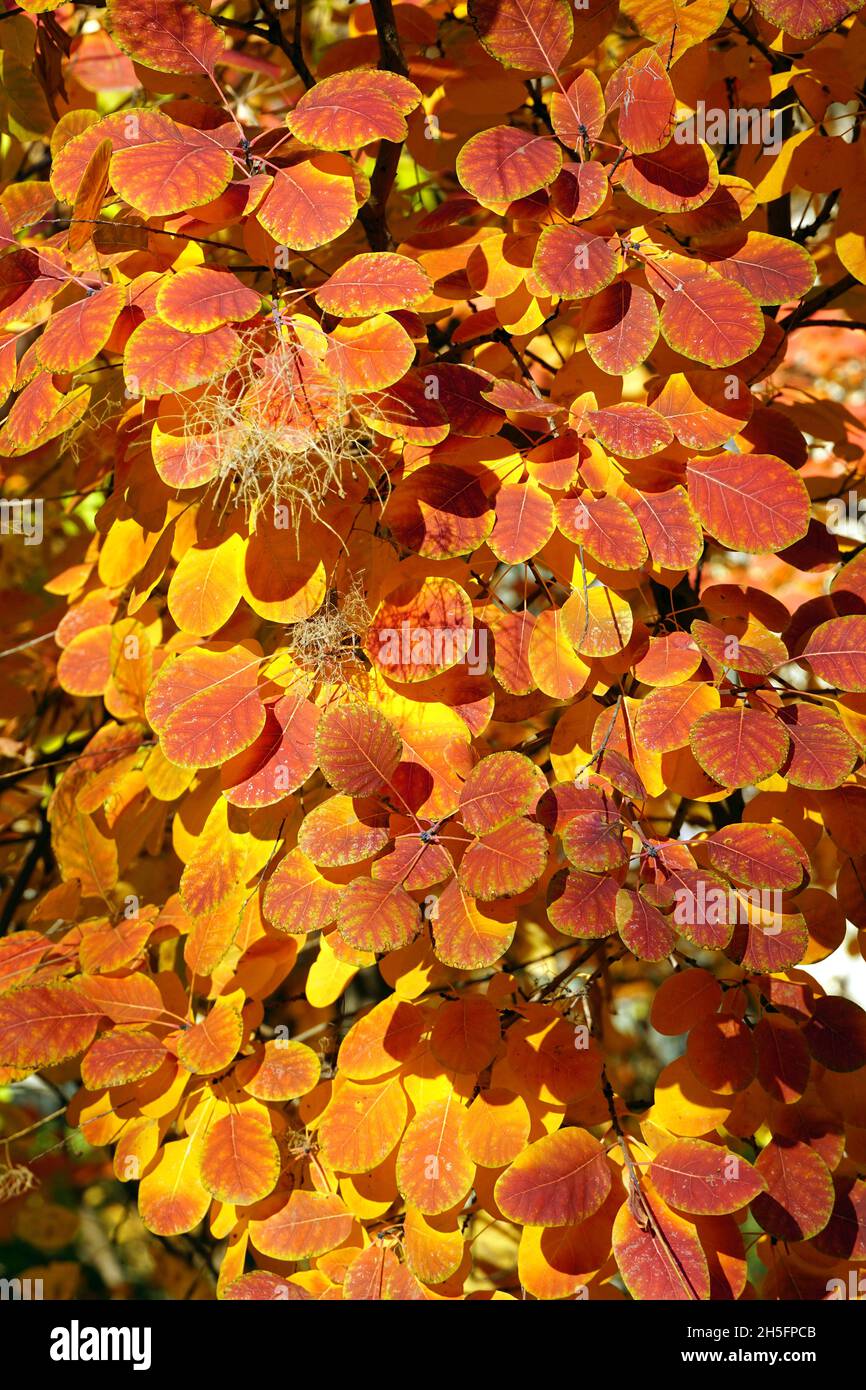 European smoketree, Perückenstrauch, Cotinus coggygria, sárga ...