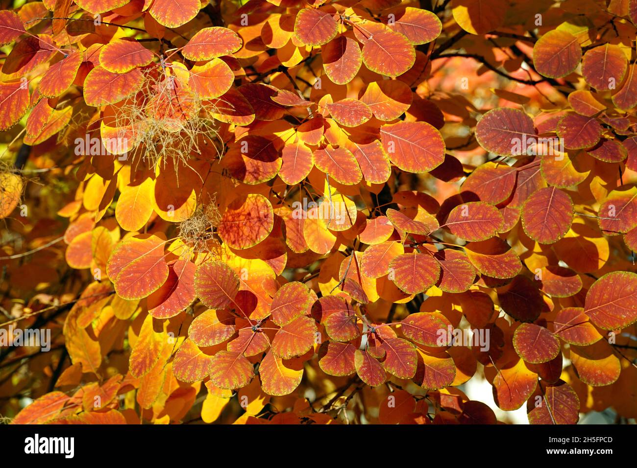 European smoketree, Perückenstrauch, Cotinus coggygria, sárga ...