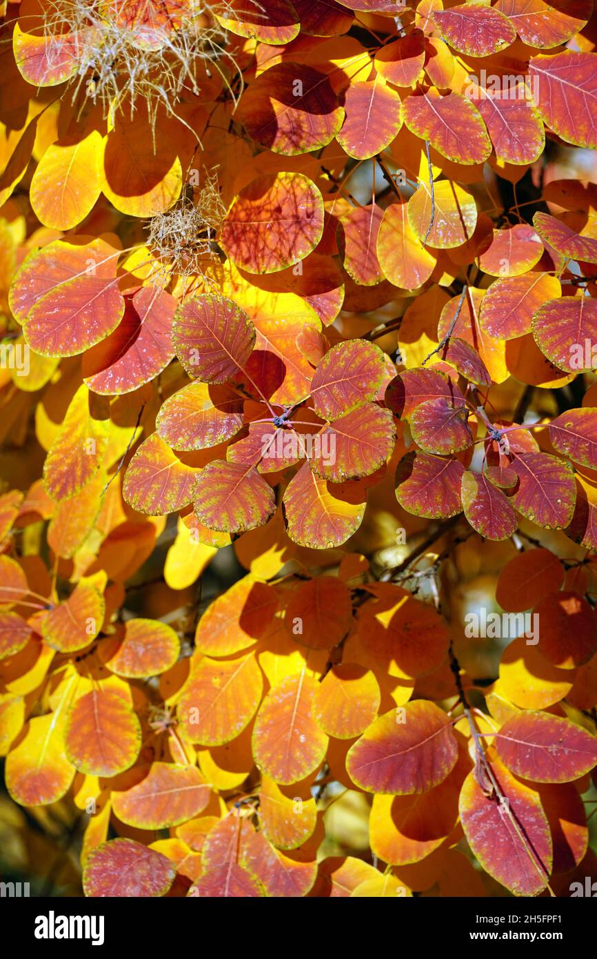 European smoketree, Perückenstrauch, Cotinus coggygria, sárga ...